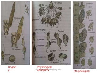 Morphology and Reproductive structures of Ectocarpus | PPTX