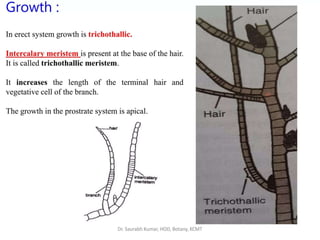 Morphology and Reproductive structures of Ectocarpus | PPTX
