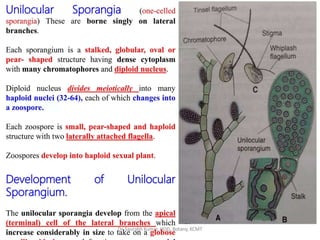 Morphology and Reproductive structures of Ectocarpus | PPTX