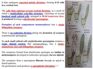 Morphology and Reproductive structures of Ectocarpus | PPTX