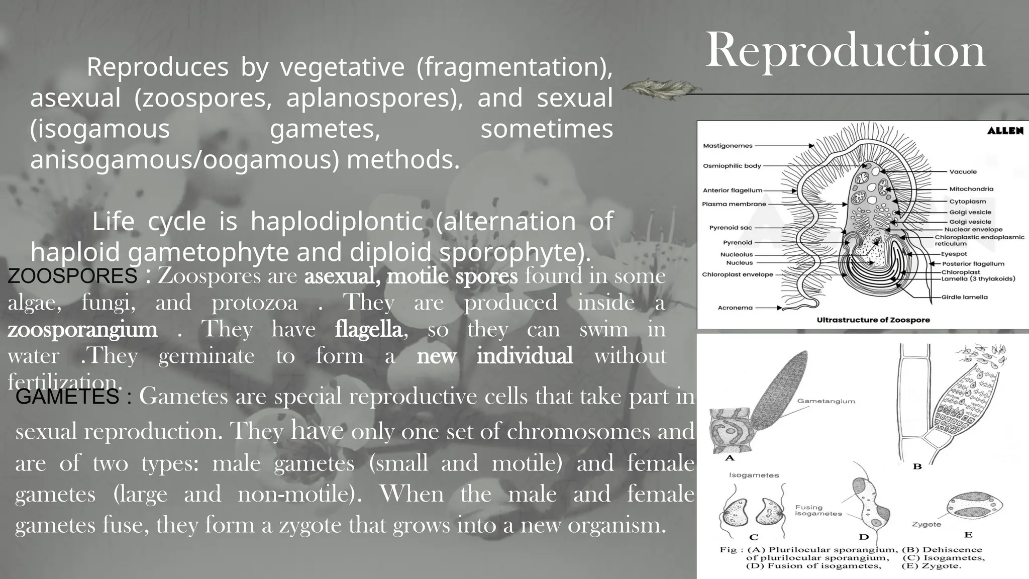 Ectocarpus introductionClassification Life cycle | PPTX
