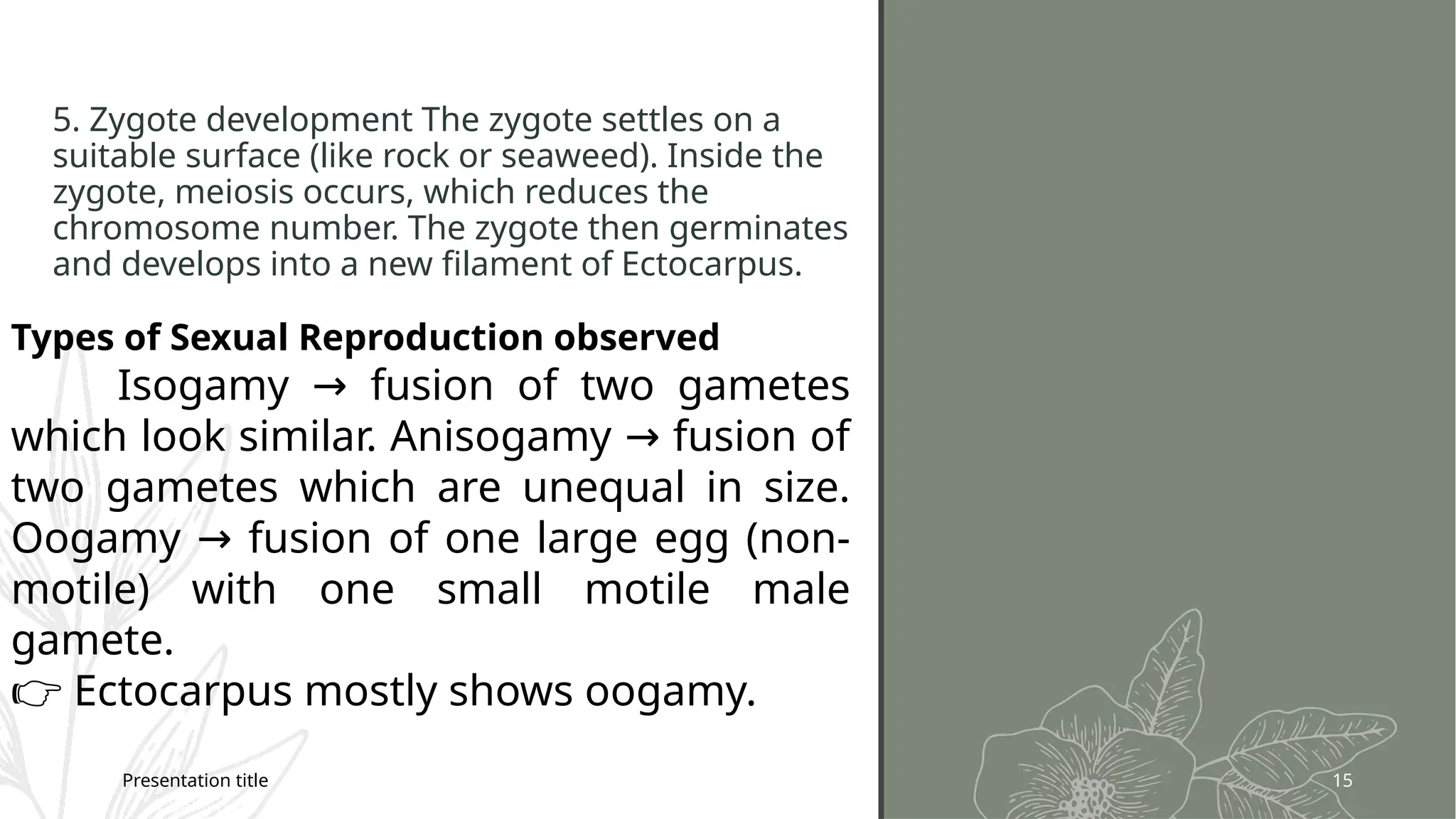 Ectocarpus introductionClassification Life cycle | PPTX