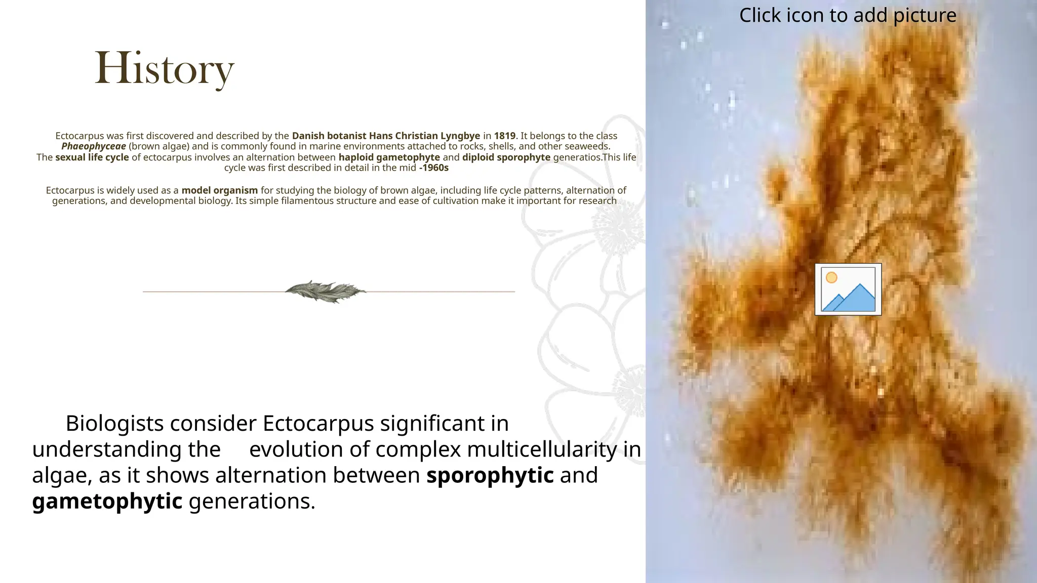 Ectocarpus introductionClassification Life cycle | PPTX