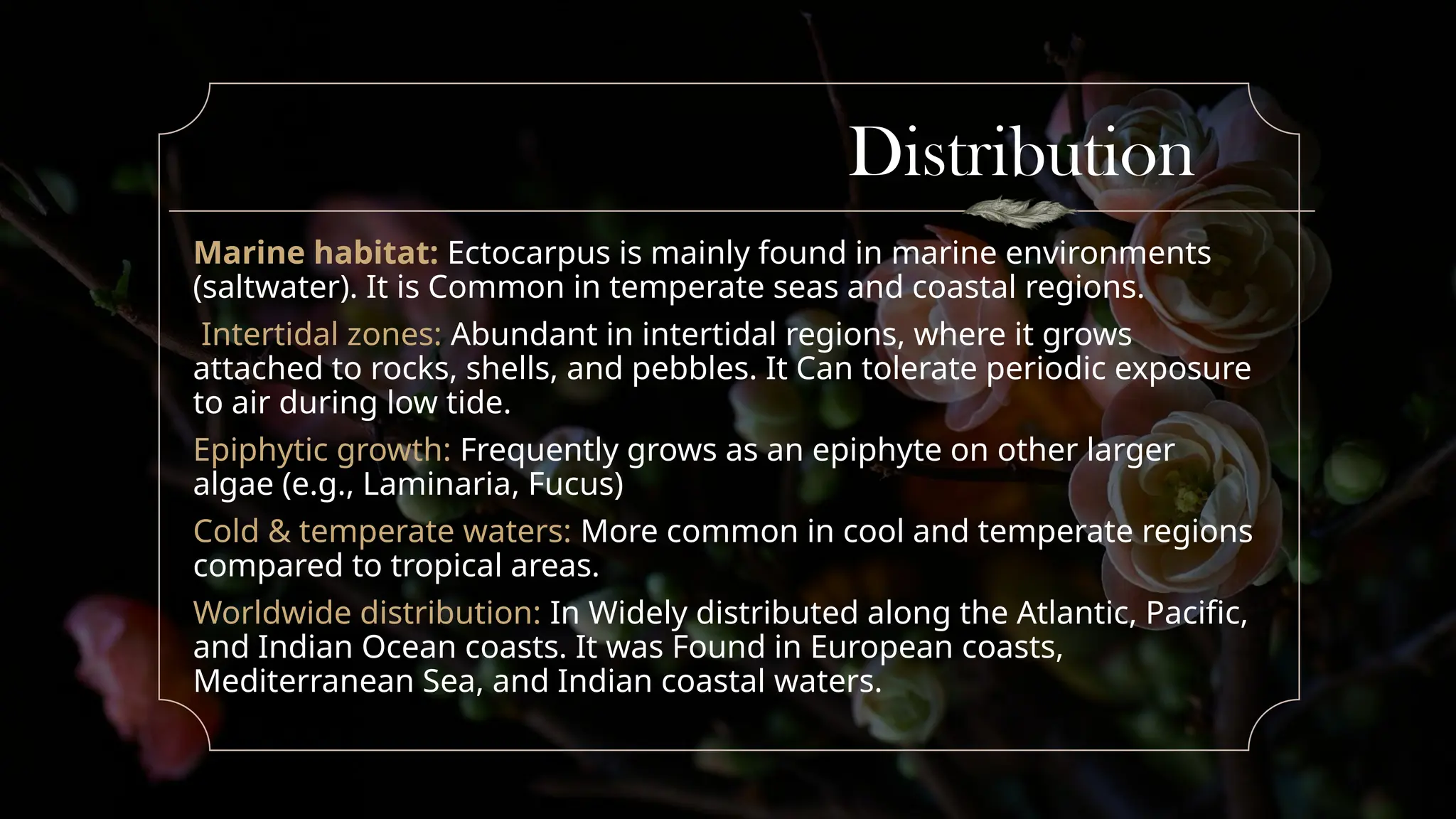 Ectocarpus introductionClassification Life cycle | PPTX