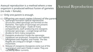 Ectocarpus introductionClassification Life cycle | PPTX