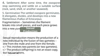 Ectocarpus introductionClassification Life cycle | PPTX