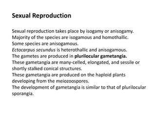 Ectocarpusppt y.vani