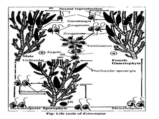 Ectocarpus Life Cycle