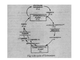 Ectocarpus Life Cycle