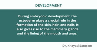 Ectoderm Composition, Development, Nervous System & Diseases.pdf