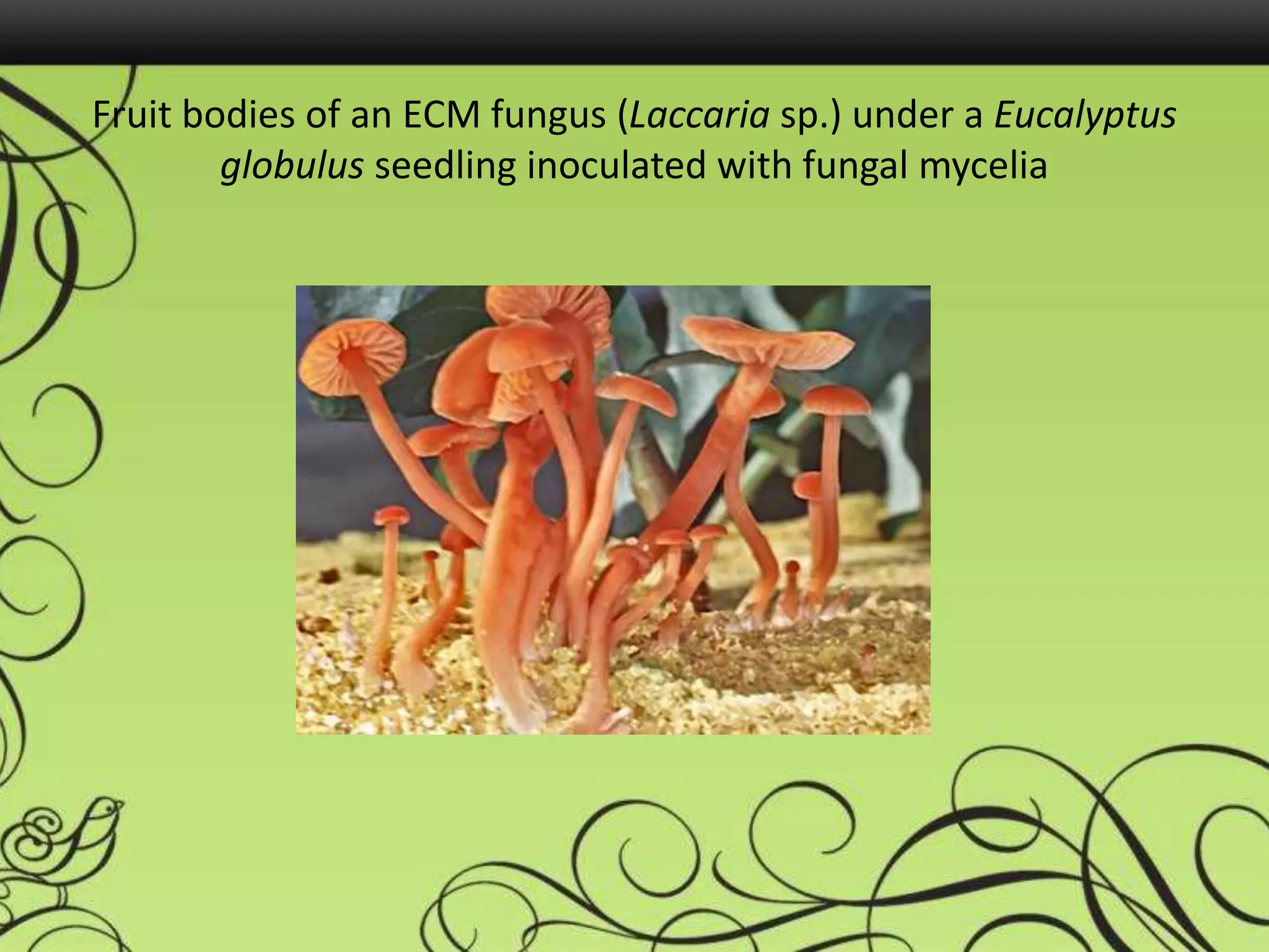 Ectomycorrhizal fungi | PPTX