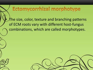 Ectomycorrhizal fungi | PPTX