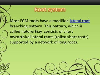 Ectomycorrhizal fungi | PPTX