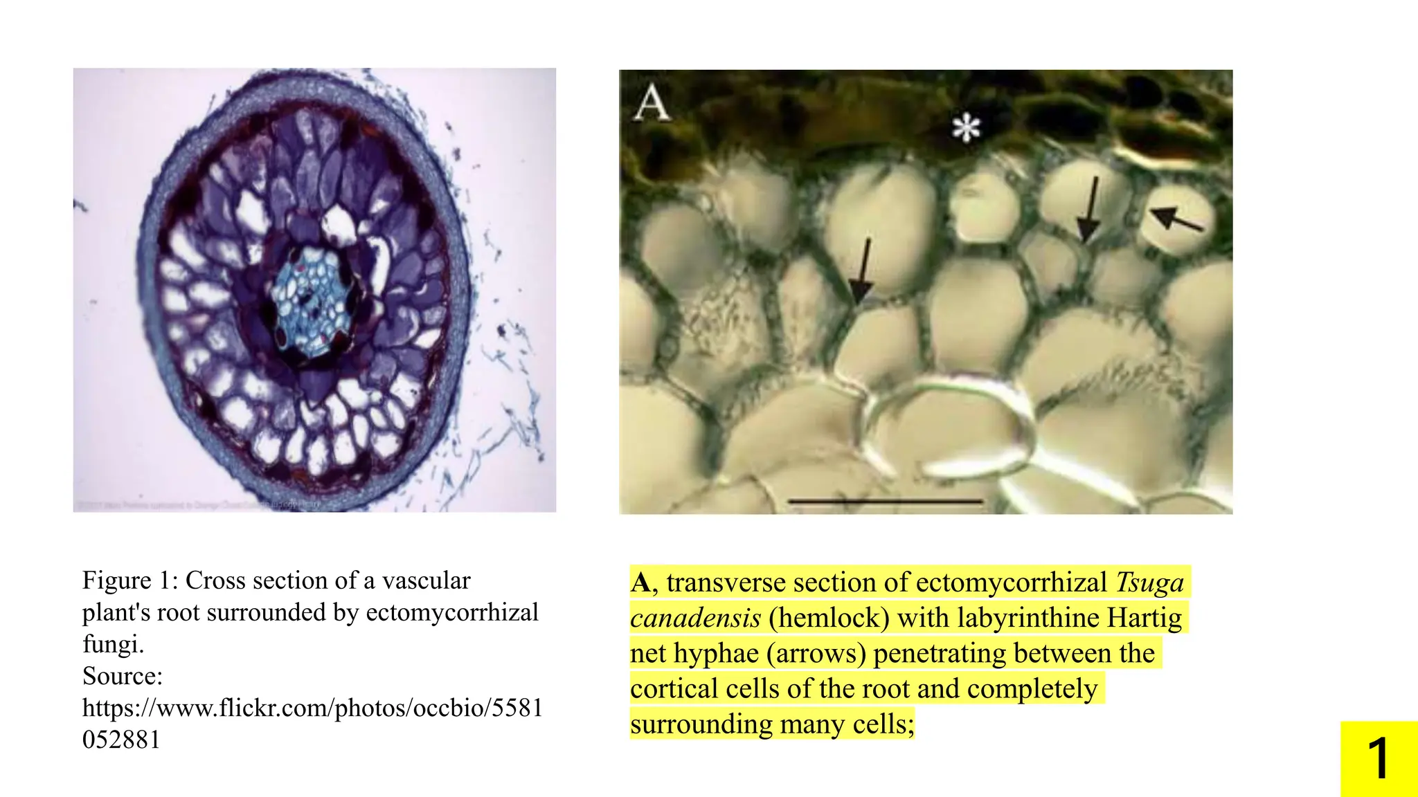Ectomycorrhizal Fungi By Sarah Ashfaq.pptx