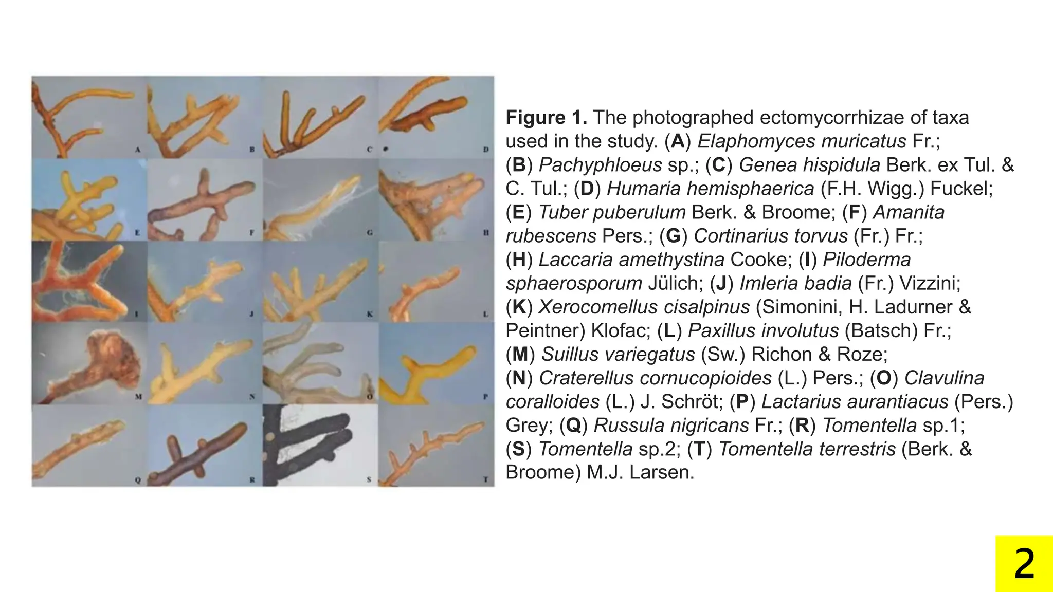 Ectomycorrhizal Fungi By Sarah Ashfaq.pptx
