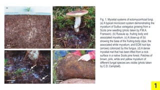 Ectomycorrhizal Fungi By Sarah Ashfaq.pptx