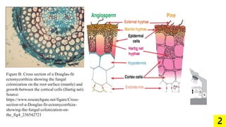 Ectomycorrhizal Fungi By Sarah Ashfaq.pptx