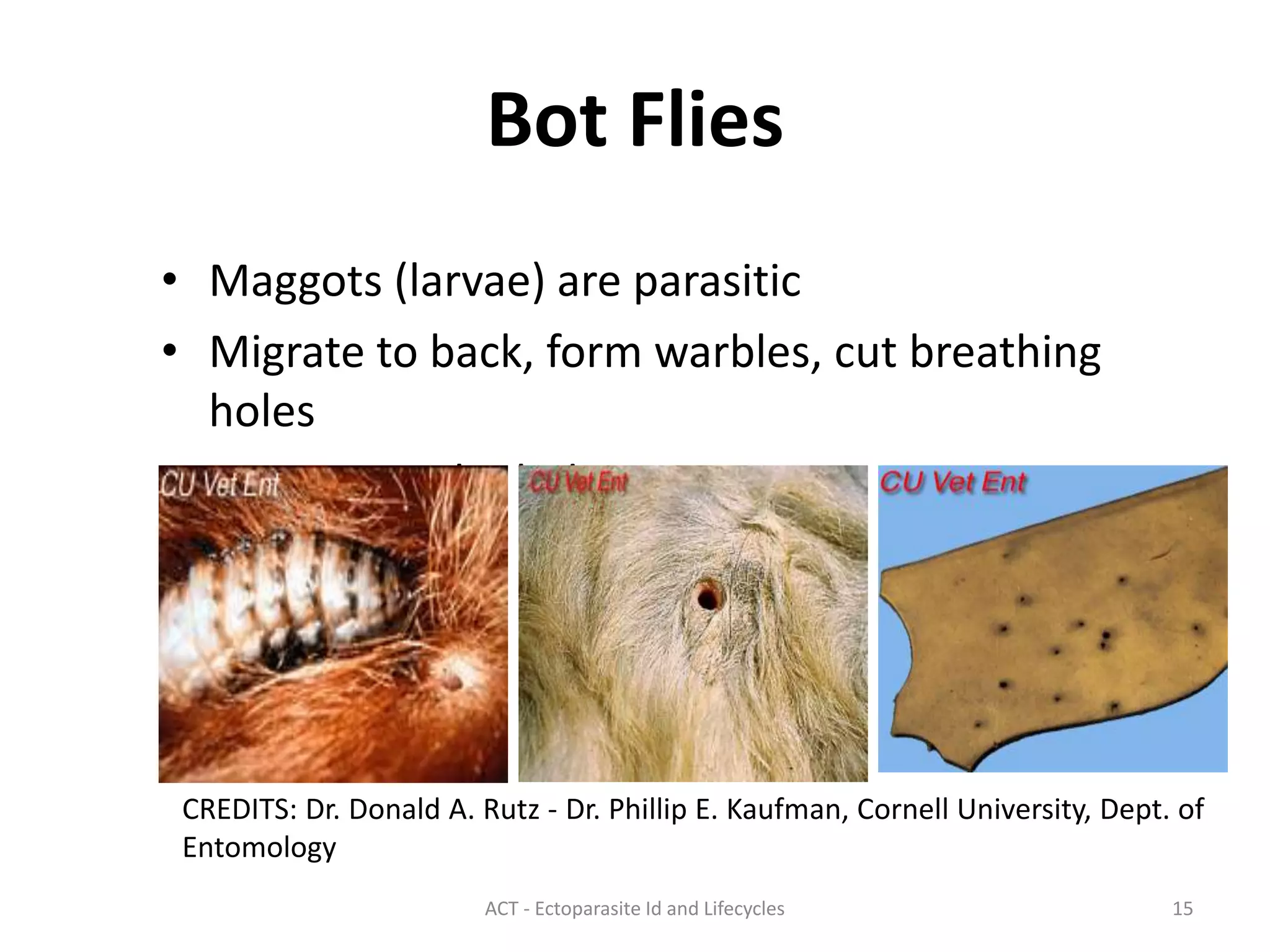 Ectoparasites | PPTX