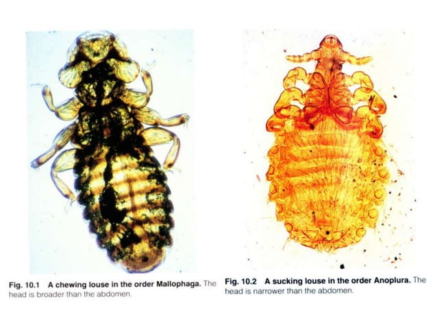 Ectoparasites | PPTX | Biological Sciences | Science