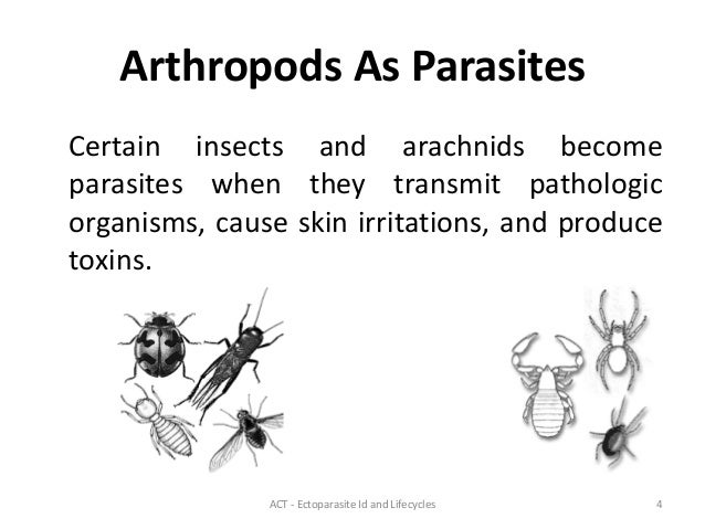 Ectoparasites