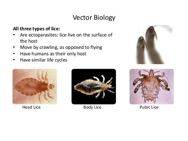 Ectoparasites In Humans, Different Types Of Parasites – UKFQ