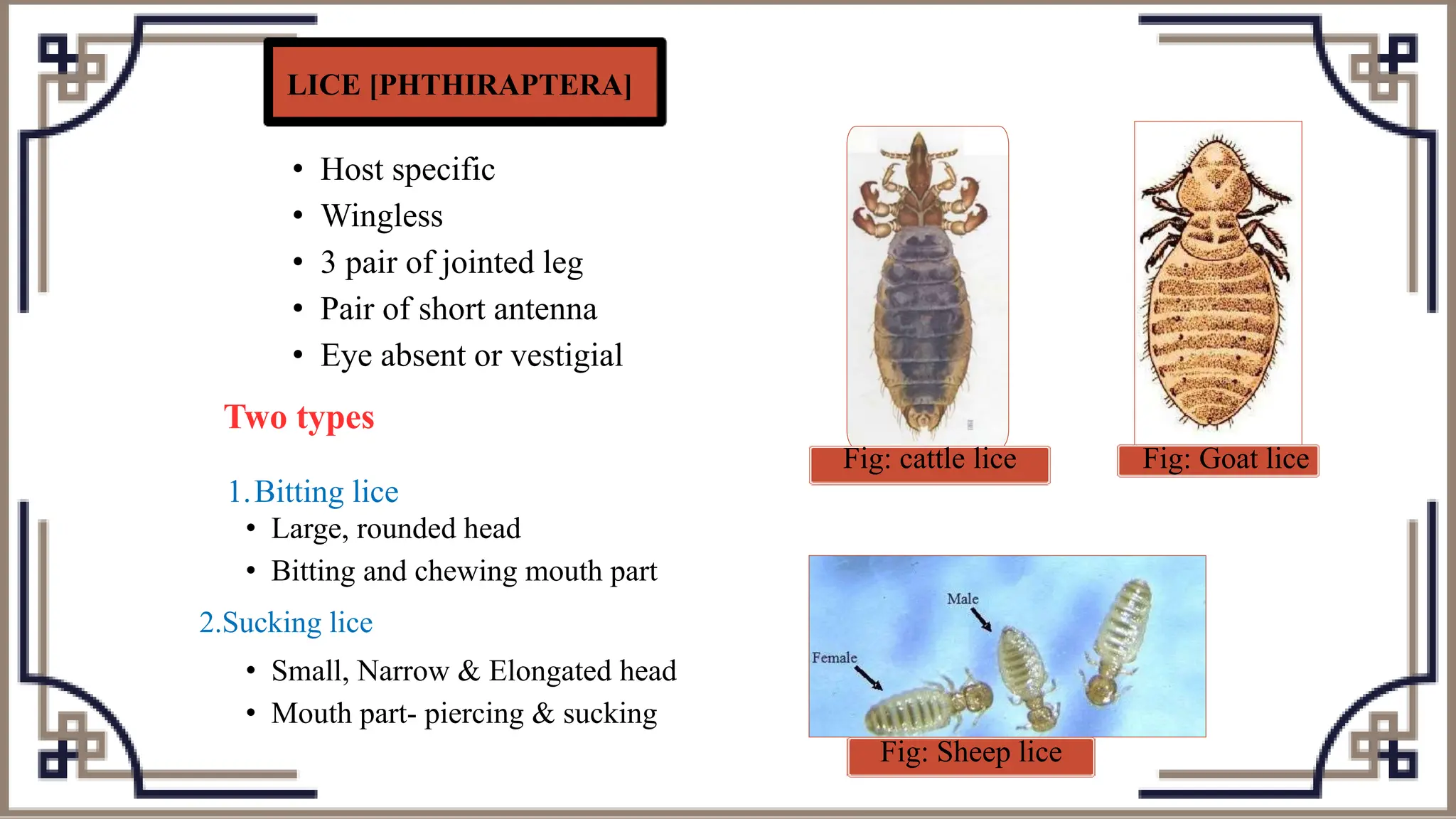 ECTOPARASITES IN FARM ANIMAL AND THEIR MANAGEMENT (7).pptx