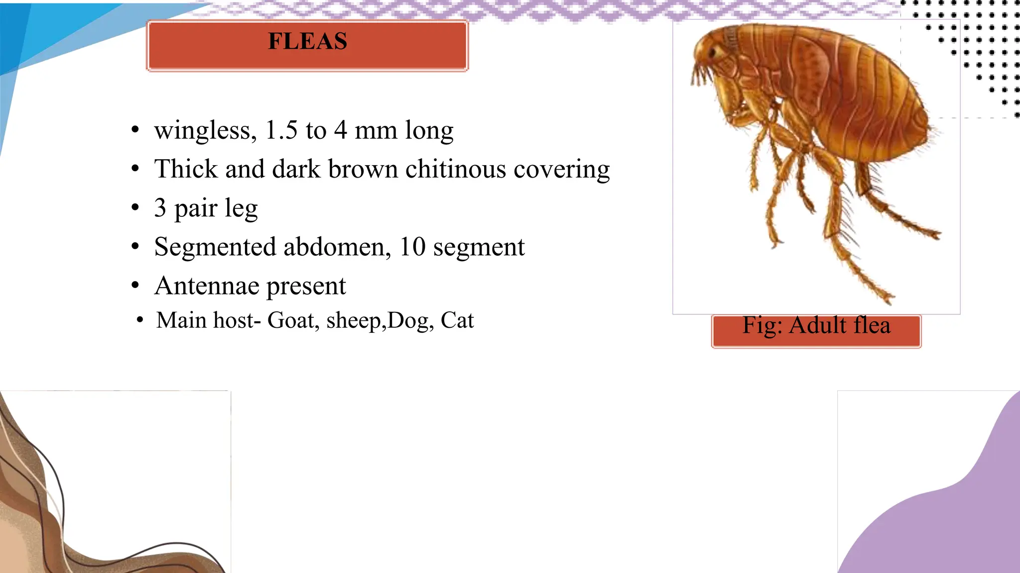 ECTOPARASITES IN FARM ANIMAL AND THEIR MANAGEMENT (7).pptx