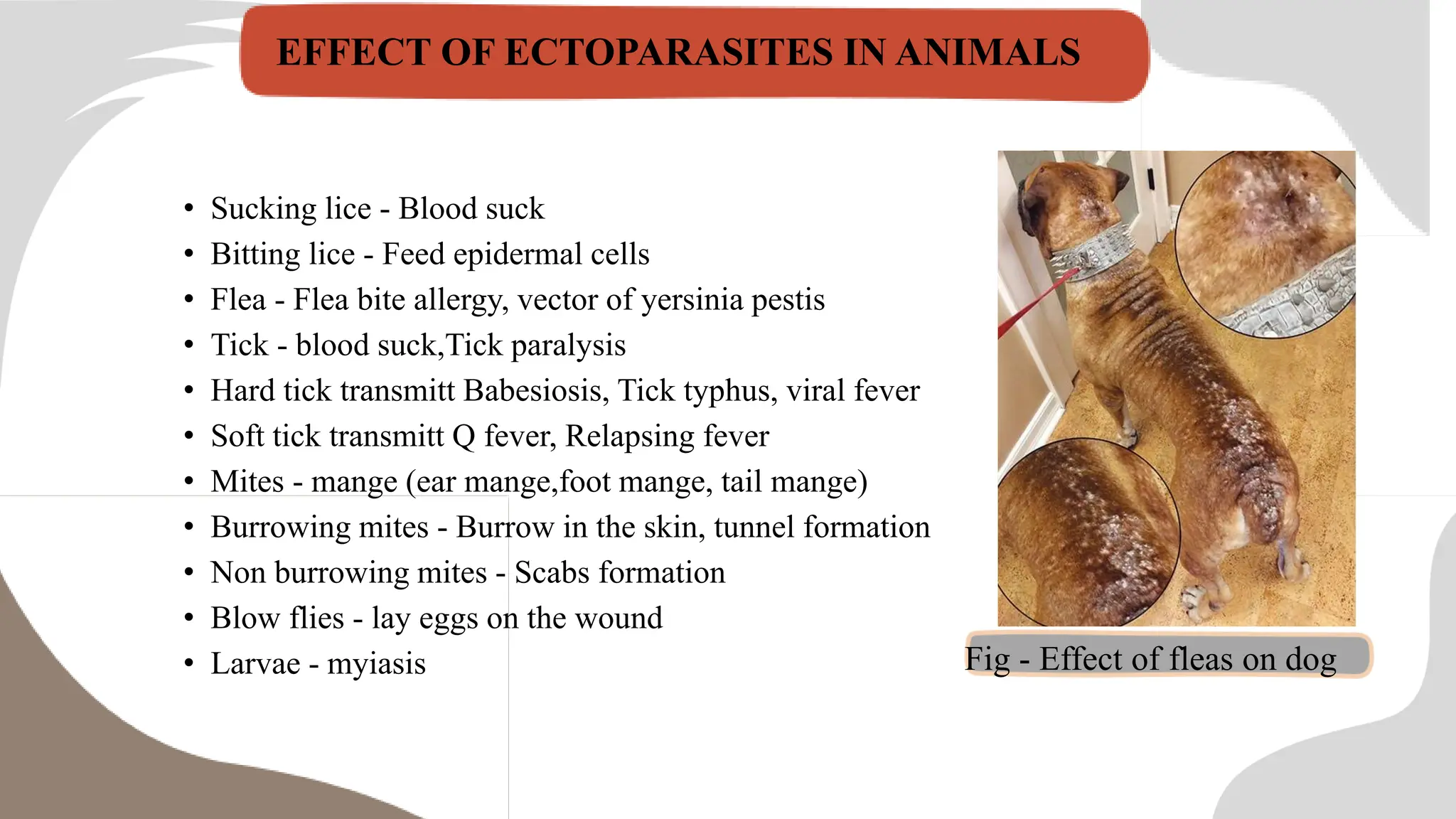ECTOPARASITES IN FARM ANIMAL AND THEIR MANAGEMENT (7).pptx