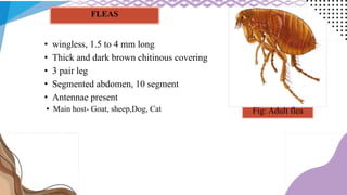 ECTOPARASITES IN FARM ANIMAL AND THEIR MANAGEMENT (7).pptx