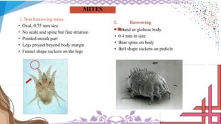 ECTOPARASITES IN FARM ANIMAL AND THEIR MANAGEMENT (7).pptx
