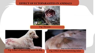 ECTOPARASITES IN FARM ANIMAL AND THEIR MANAGEMENT (7).pptx