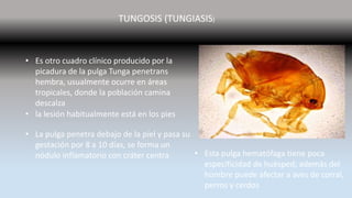 Ectoparasitos | PPTX