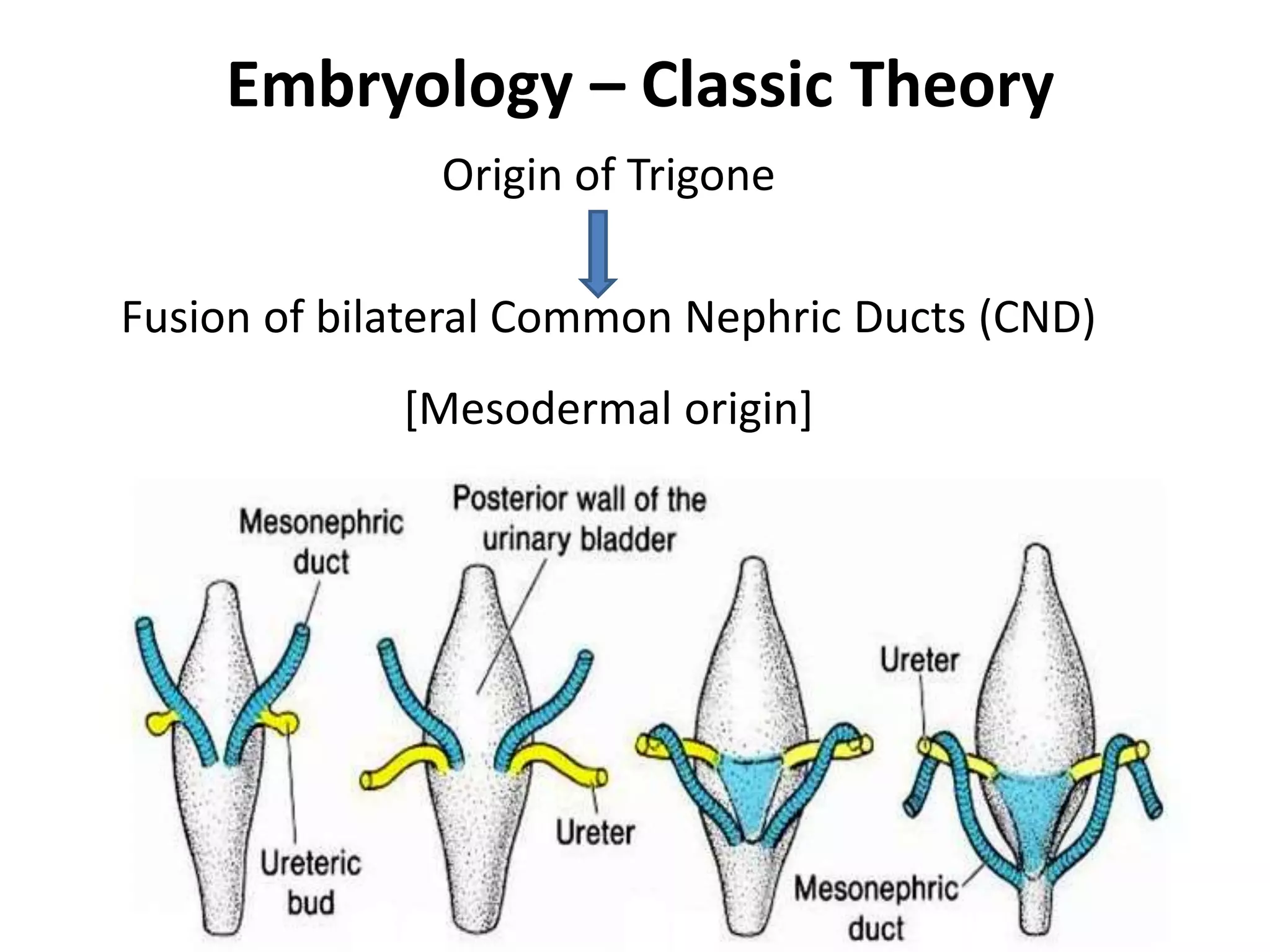 Ectopic ureter and ureterocele - Embryology and Presentation | PPTX