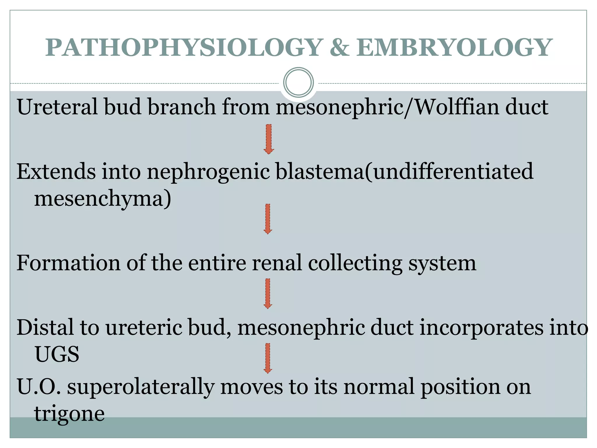 Ectopic ureter & ureterocoele | PPTX