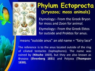 ectoprocta-brachiopoda-phoronidathelophophoratephyla-arnaizmartinjr ...