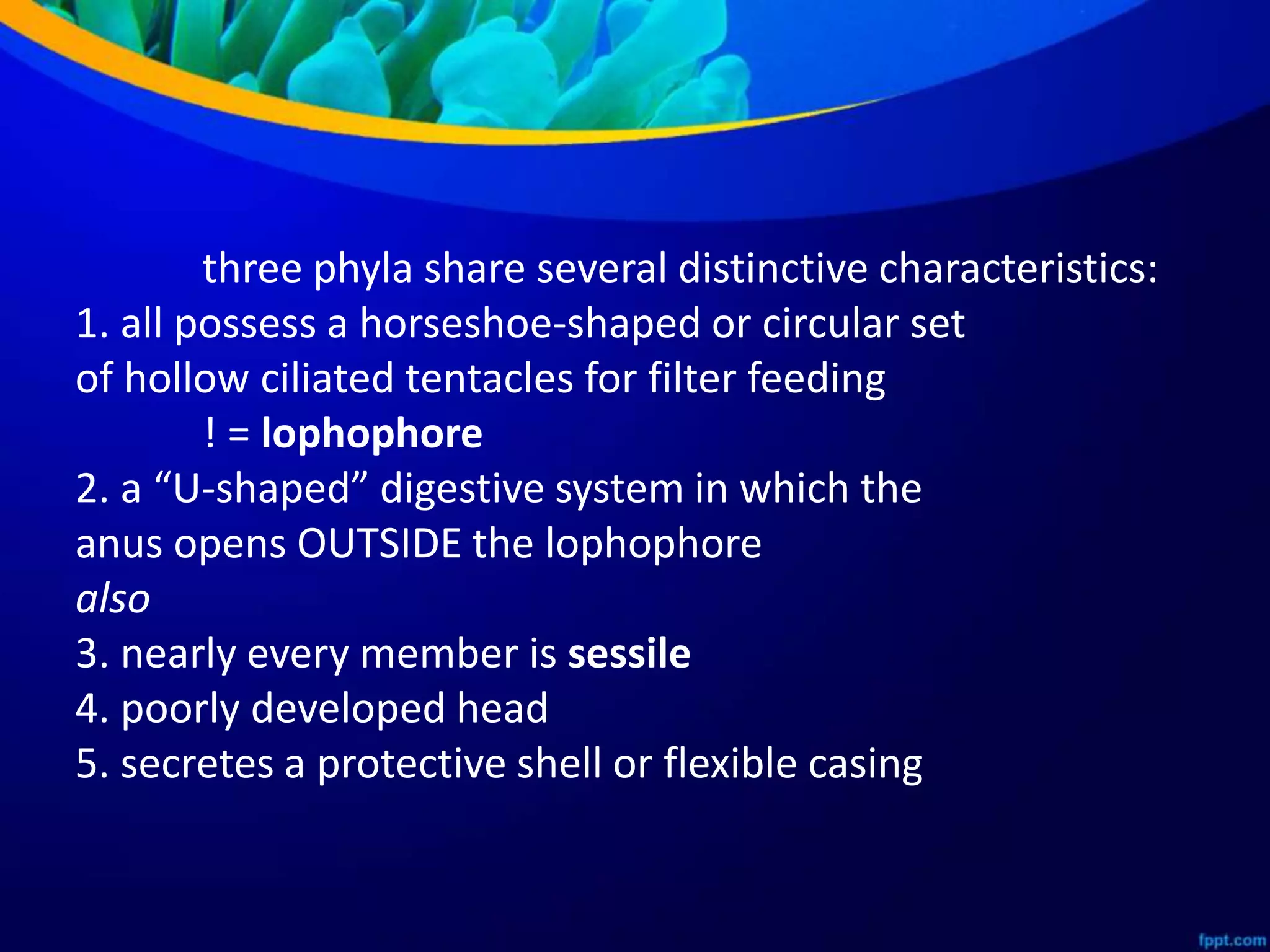 The Lophophorate Phyla - Ectoprocta, Brachiopoda, Phoronida | PPTX