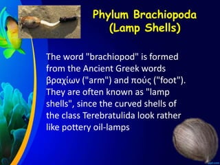 The Lophophorate Phyla - Ectoprocta, Brachiopoda, Phoronida | PPT