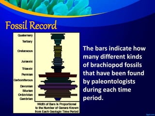 The Lophophorate Phyla - Ectoprocta, Brachiopoda, Phoronida | PPTX