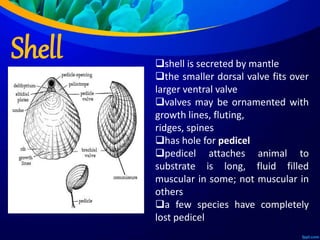 The Lophophorate Phyla - Ectoprocta, Brachiopoda, Phoronida | PPTX