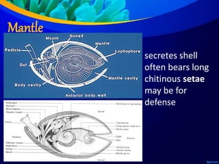 The Lophophorate Phyla - Ectoprocta, Brachiopoda, Phoronida | PPTX
