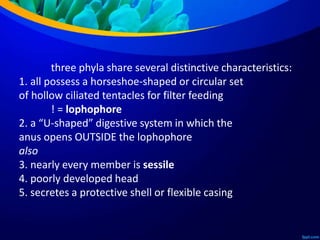 The Lophophorate Phyla - Ectoprocta, Brachiopoda, Phoronida | PPTX