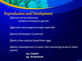 The Lophophorate Phyla - Ectoprocta, Brachiopoda, Phoronida | PPTX