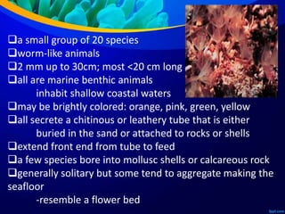 The Lophophorate Phyla - Ectoprocta, Brachiopoda, Phoronida | PPTX