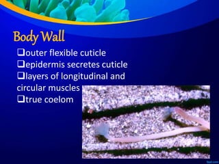 The Lophophorate Phyla - Ectoprocta, Brachiopoda, Phoronida | PPTX