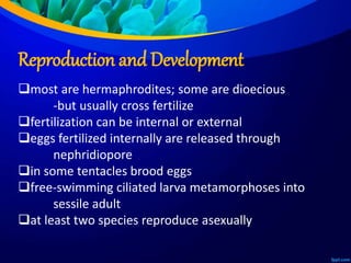 The Lophophorate Phyla - Ectoprocta, Brachiopoda, Phoronida | PPTX