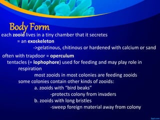 The Lophophorate Phyla - Ectoprocta, Brachiopoda, Phoronida | PPTX