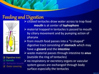 The Lophophorate Phyla - Ectoprocta, Brachiopoda, Phoronida | PPTX