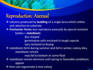 The Lophophorate Phyla - Ectoprocta, Brachiopoda, Phoronida | PPTX