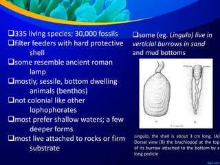 Phylum Ectoprocta Examples