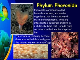 Phylum Phoronida